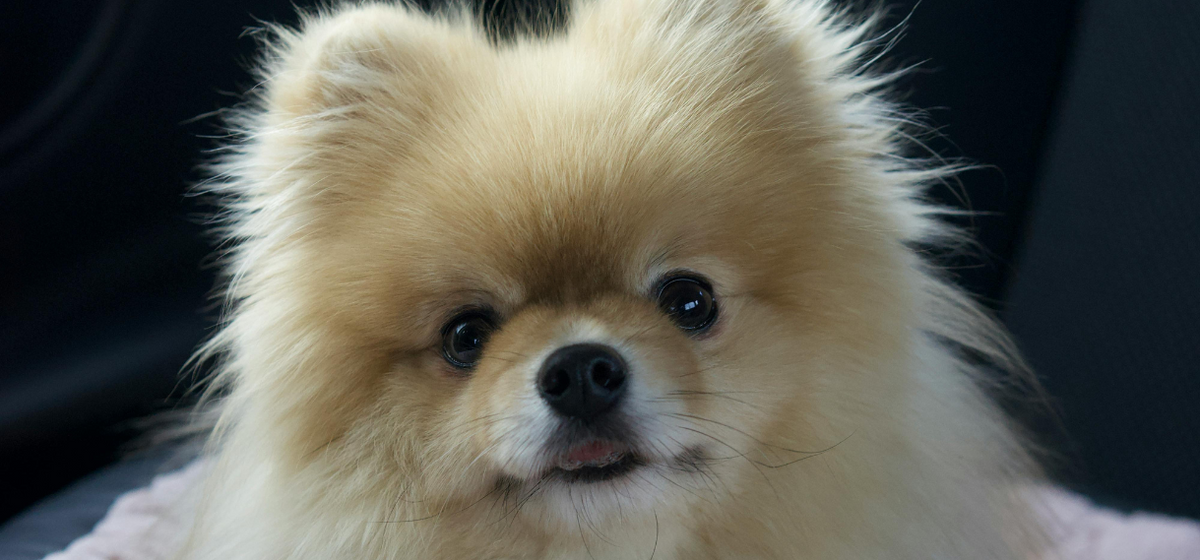 What is Black Skin Disease or Alopecia X in Dogs? What Should I Do ...