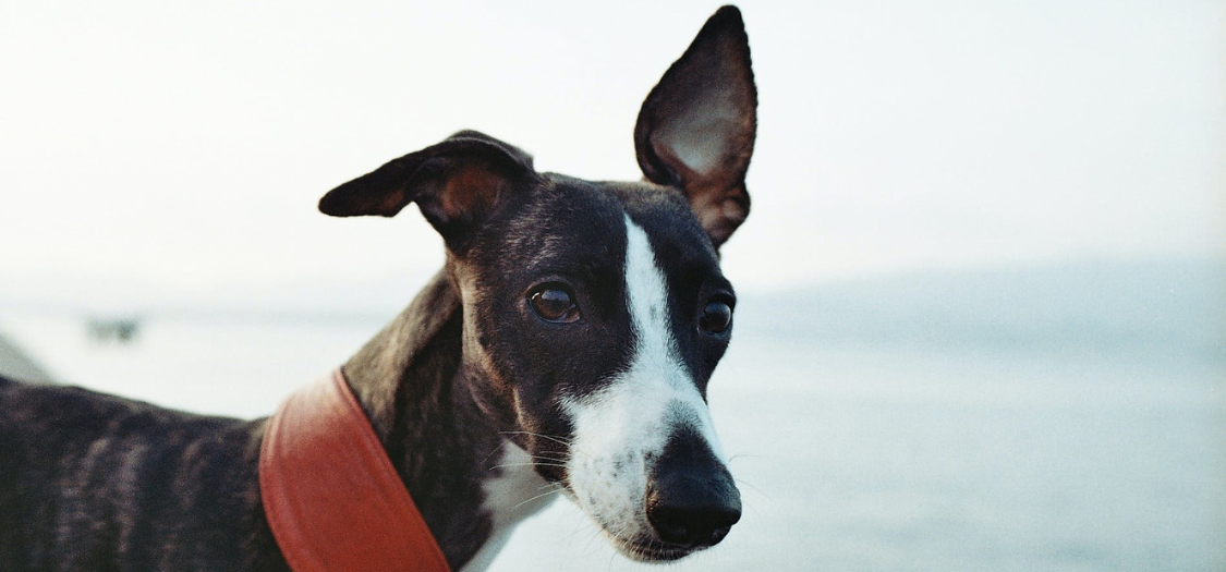 I Found a Corn On My Greyhound's Paws. It Makes My Greyhound Limp. Wha ...