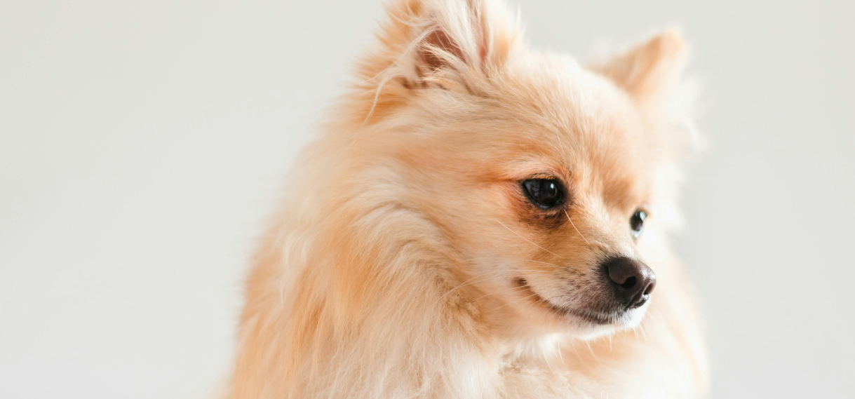 What are the Symptoms of Black Skin Disease or Alopecia X In My Dog ...