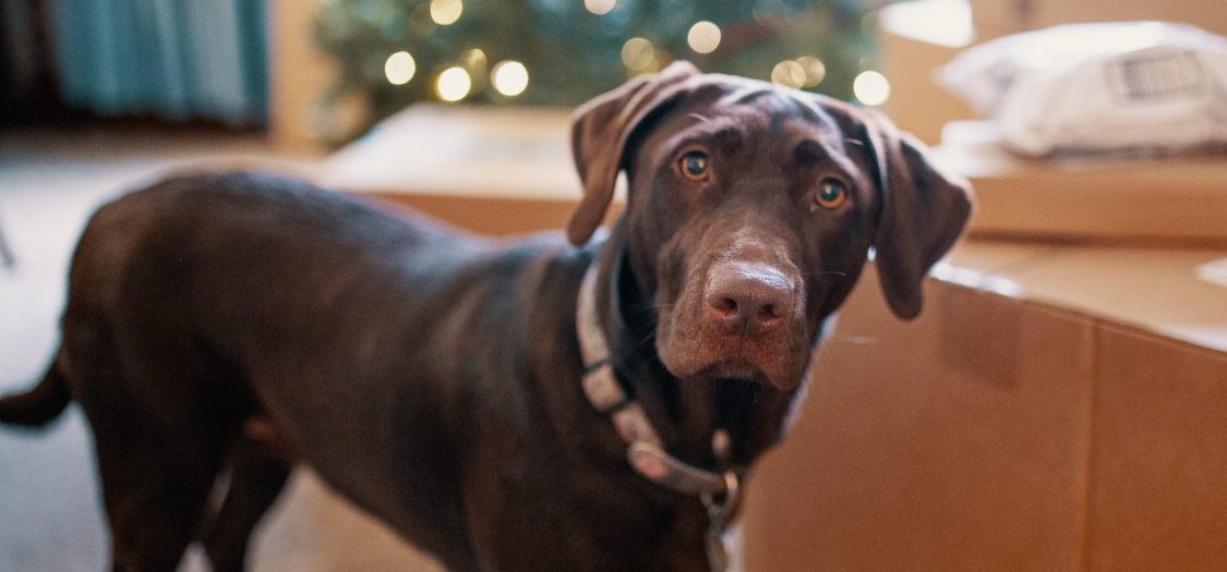 My Dog is Recovering from Surgery and Drags His Back Paw and Leg. What ...