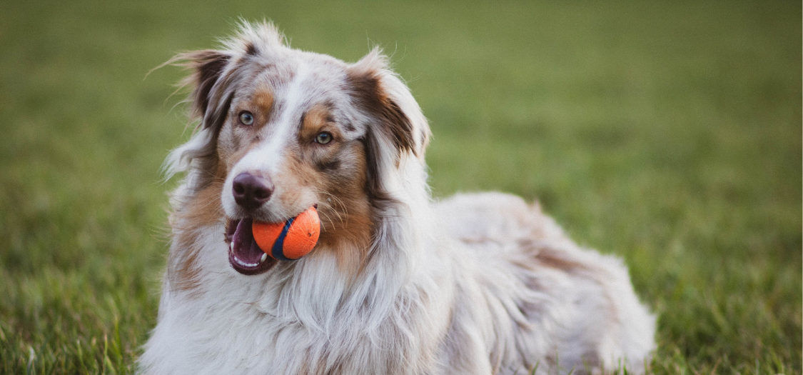 What Is The Difference Between IVDD and Slipped Discs In My Dog? — ZOOMADOG