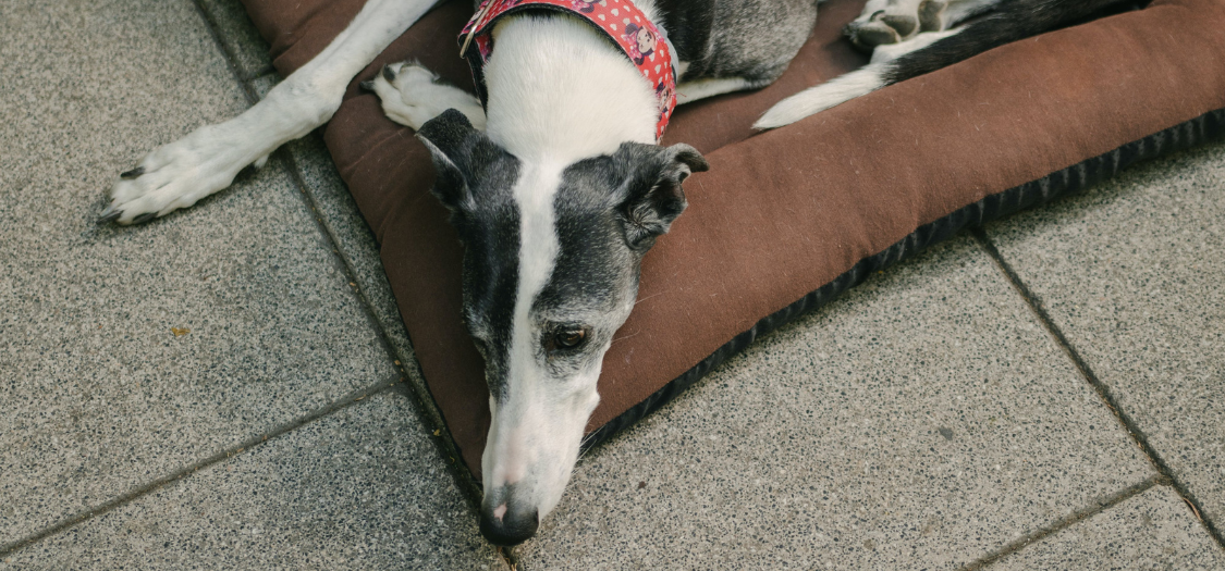 My Greyhound Needs a Toe Amputated. What Should I Do? — ZOOMADOG