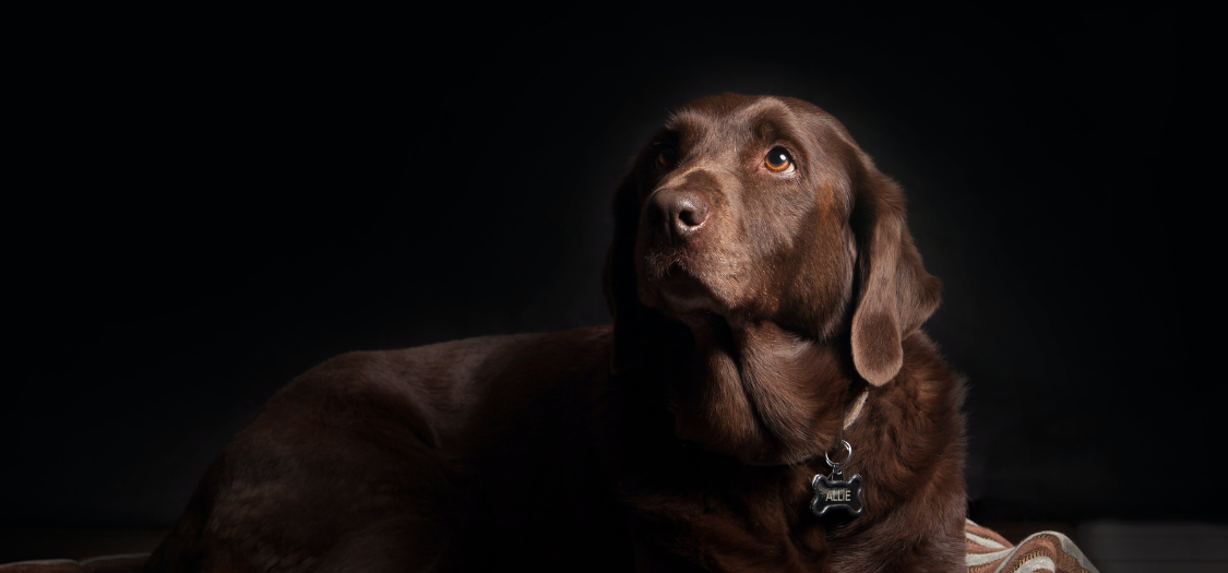 My Dog’s Back Legs Keep Collapsing. What Should I Do? — ZOOMADOG