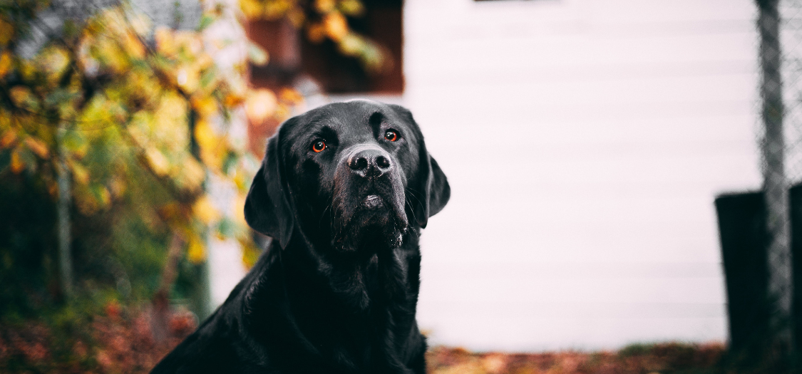 Hip Dysplasia in Your Labrador - A Complete Guide — ZOOMADOG