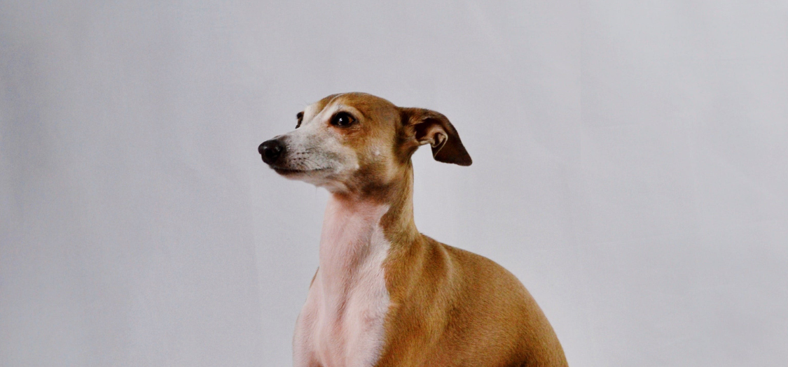 What Conservative Management Can I Do For My Greyhound’s Corn To Avoid ...