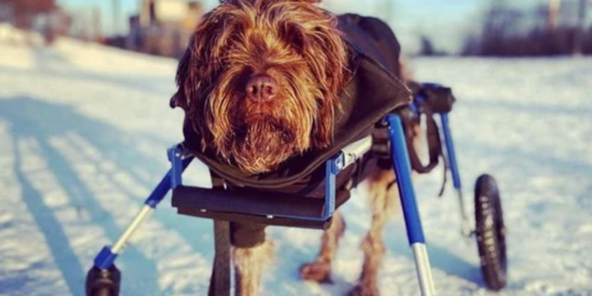 Dogs with Front Leg Amputees or Front Leg Deformities — ZOOMADOG