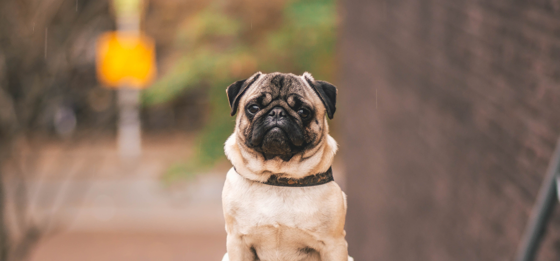 My Pug Has Started To Drag and Knuckle Their Back Paws. What Should I ...