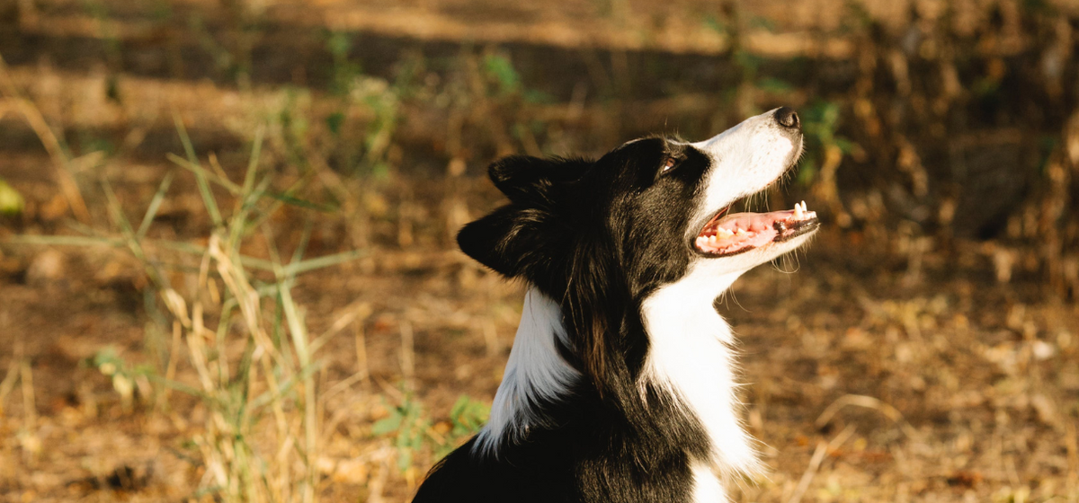I Have a 13-year-old Border Collie with Hip Dysplasia in his Rear Righ ...