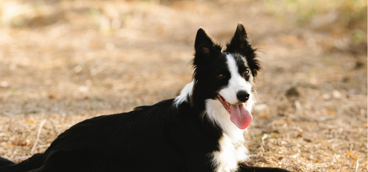 Hip Dysplasia in Border Collies — ZOOMADOG