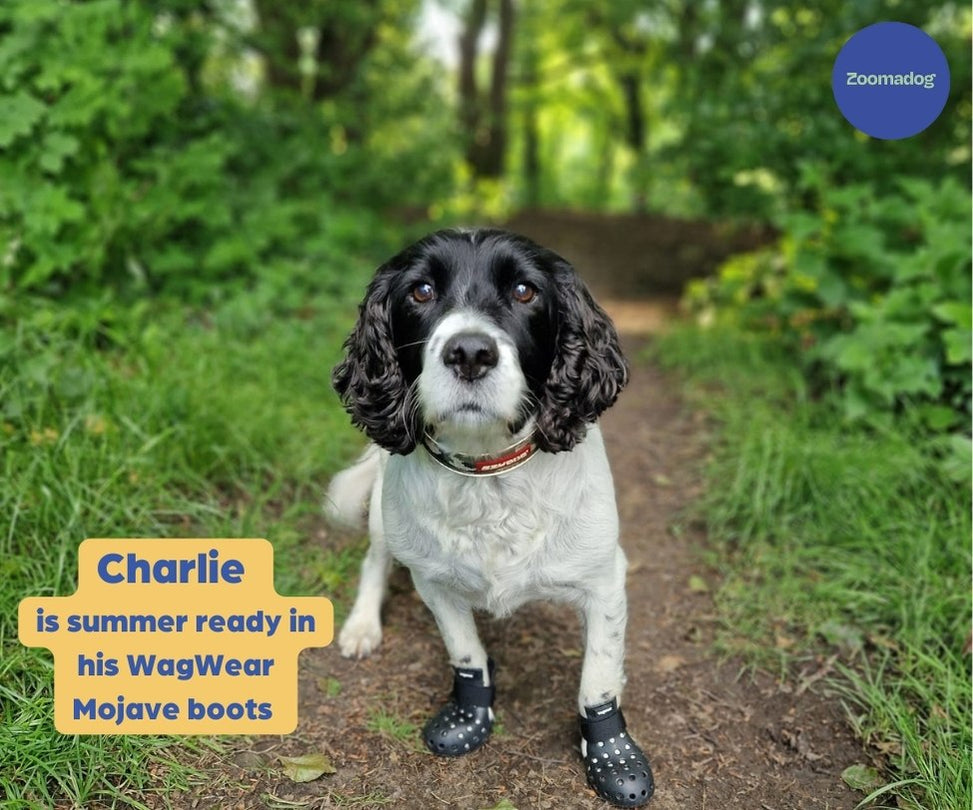 Walkabout Dog Knuckling Protection Boots (single boot) — ZOOMADOG