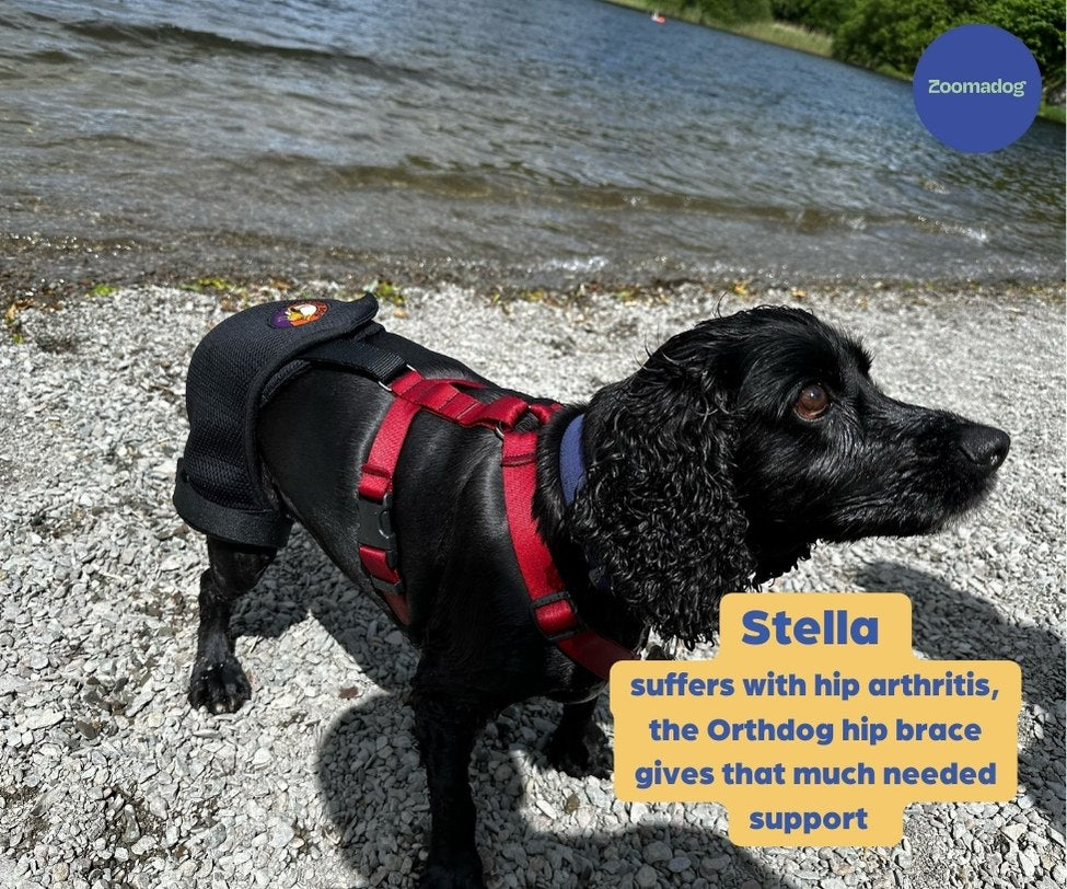 Orthodog Dog Hip Brace — ZOOMADOG