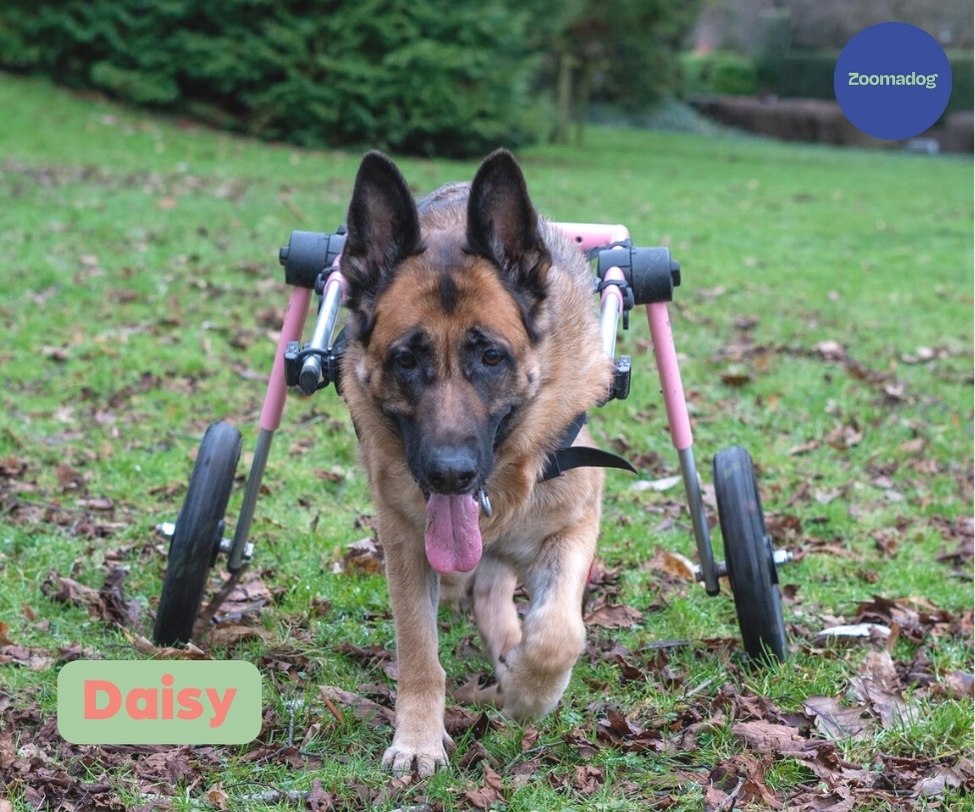 German Shepherd Dog Wheelchair UK - Walkin Wheels — ZOOMADOG