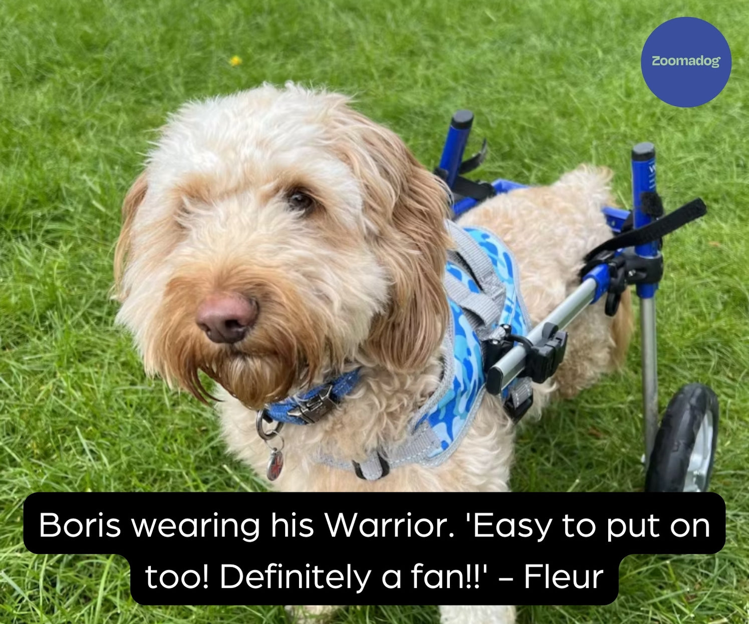 Front Warrior Harness For Best Fit - Walkin Wheelchair — ZOOMADOG