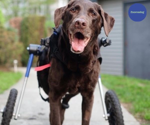 Labrador & Golden Retriever Dog Wheelchair UK — ZOOMADOG