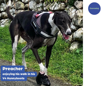 Hunnyboots - Set of Two Greyhound Boots V4 — ZOOMADOG