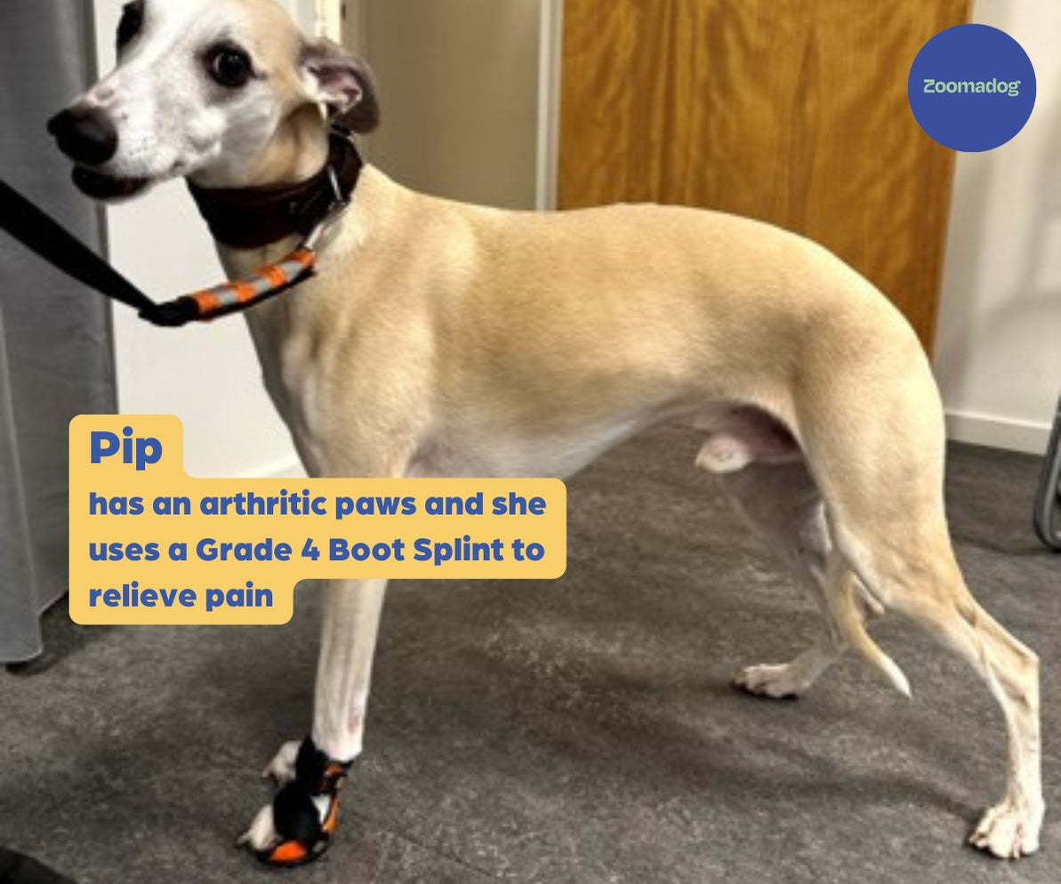 Scandi Orthopedic Dog Front or Back Boot Splint - Grade 4 (front or ba ...