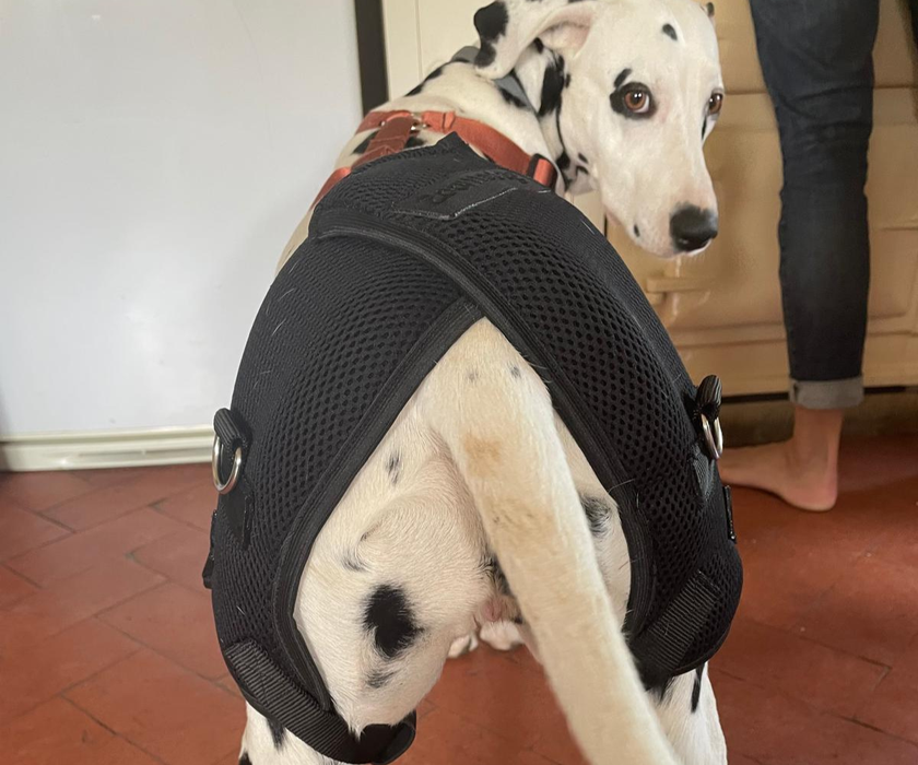 Zoomadog "Happy Hips" Dog Brace Excellent for Hip Dysplasia & Hip Weak ...