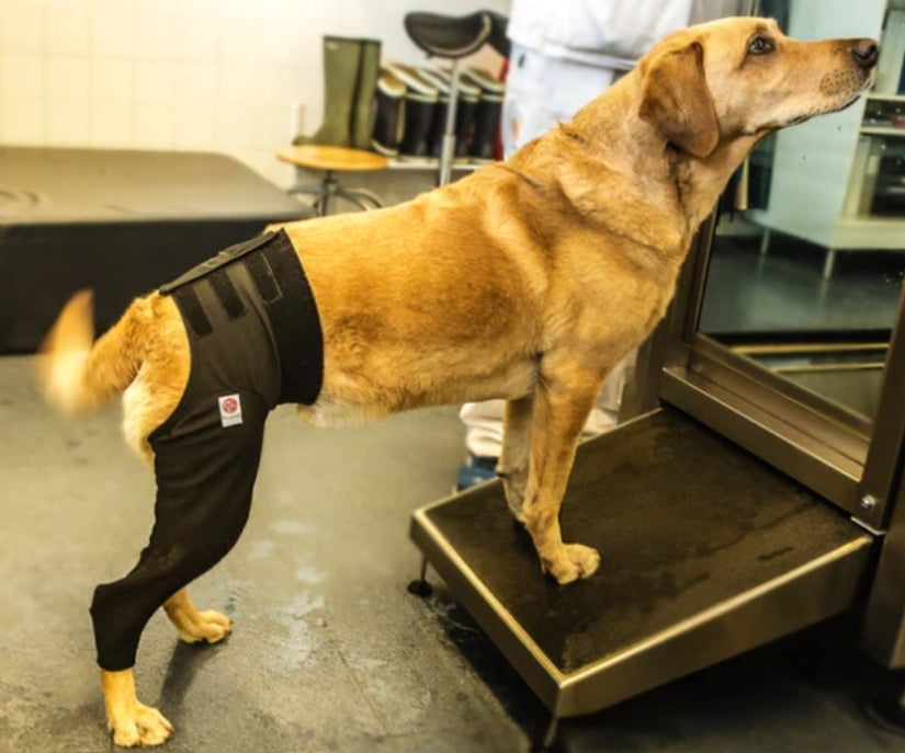 Dog Protection Medical Cover Premium - Rear Leg (made by Scandi Orthop ...