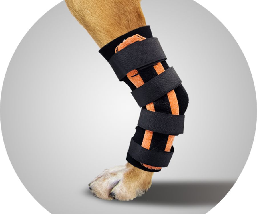 Scandi Orthopedic Dog Tarsal Rear Splint - Grade 2.5 (moderate) — ZOOMADOG
