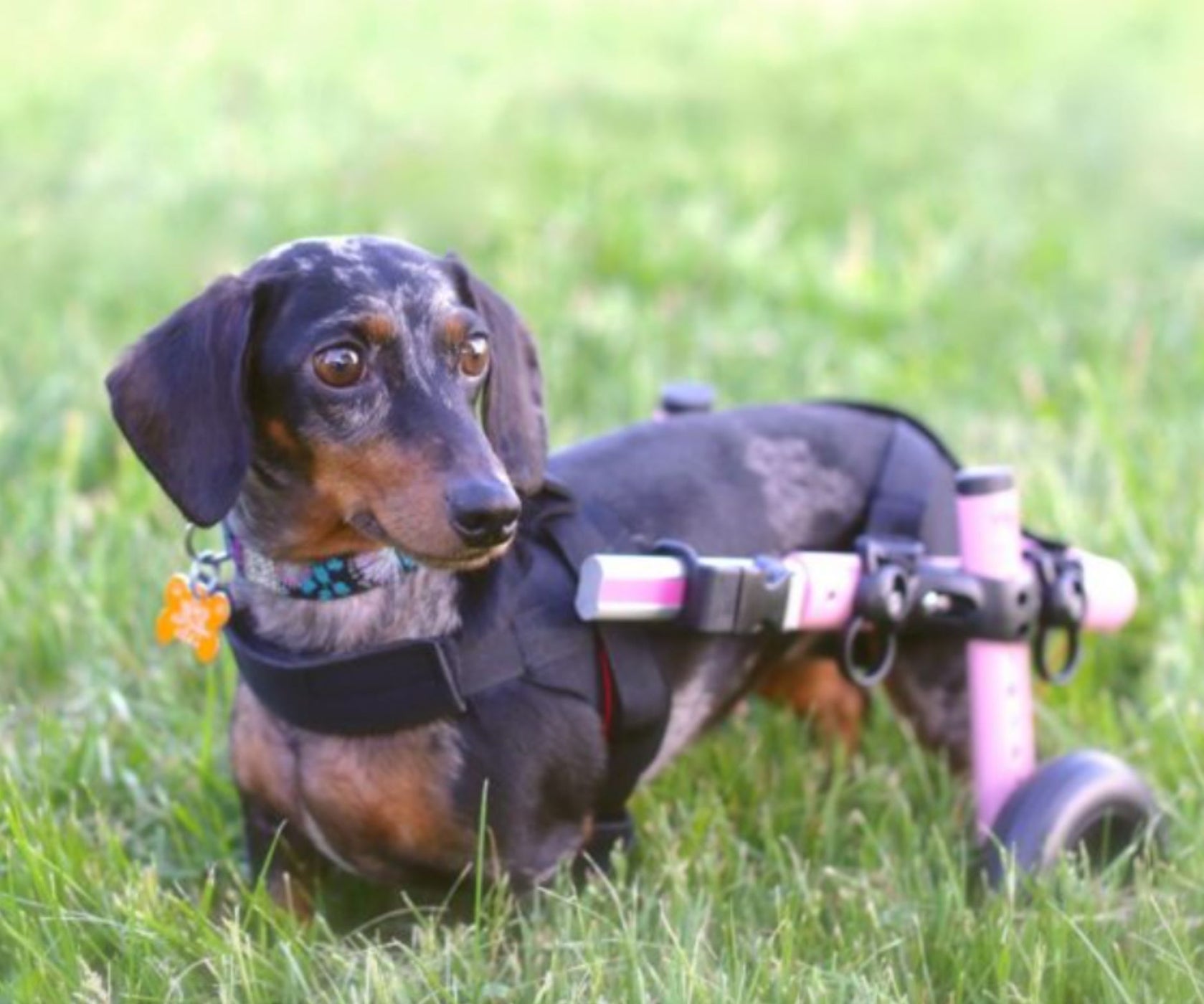 Dachshund Dog Wheelchair UK — ZOOMADOG