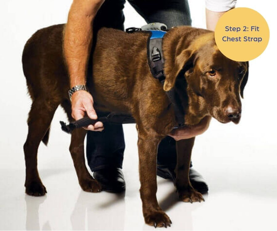 Help Em Up Harness - The Complete Dog Lifting Harness — ZOOMADOG