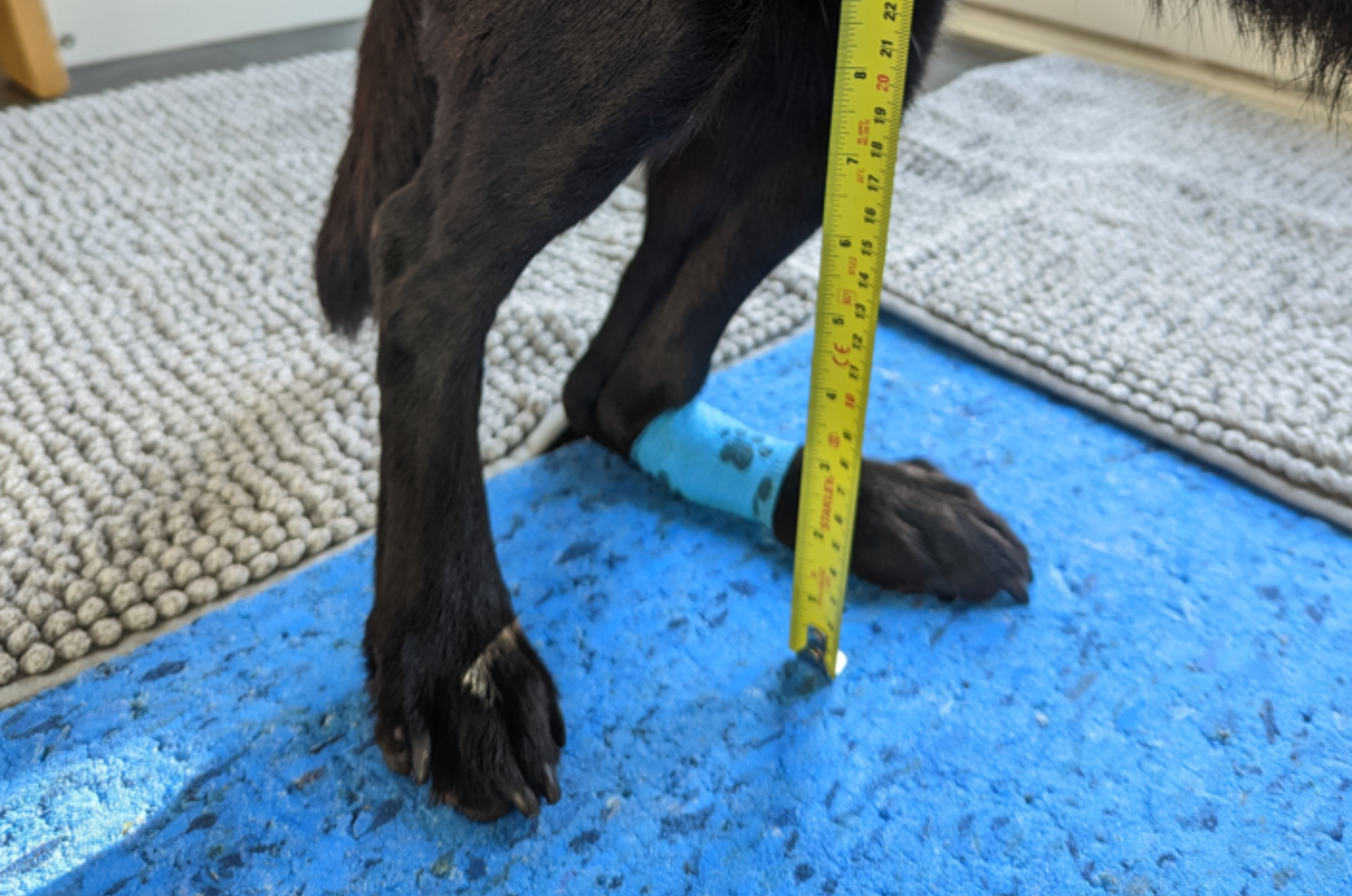 Achilles Tendon Injury in Dogs - Causes, Prevention and How to Help ...
