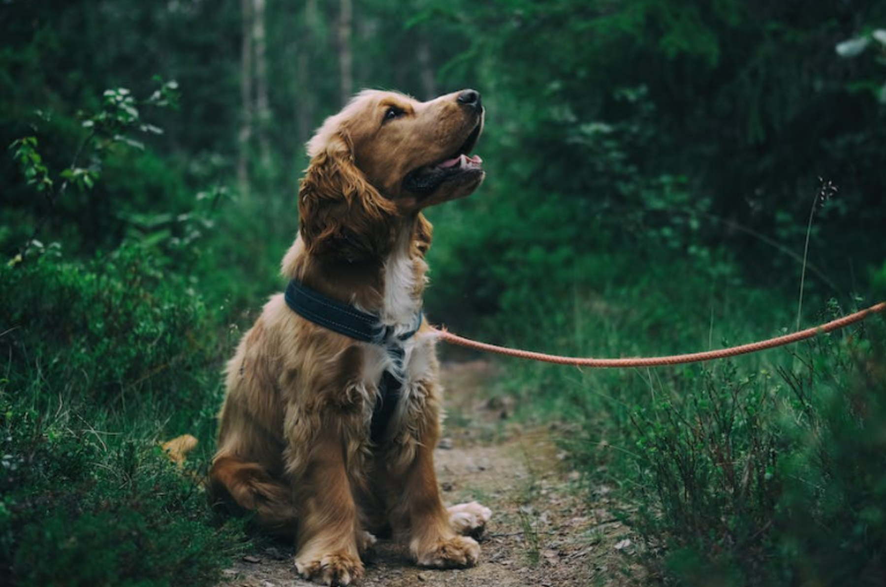 Dog Limping - Causes, Prevention and How to Help — ZOOMADOG