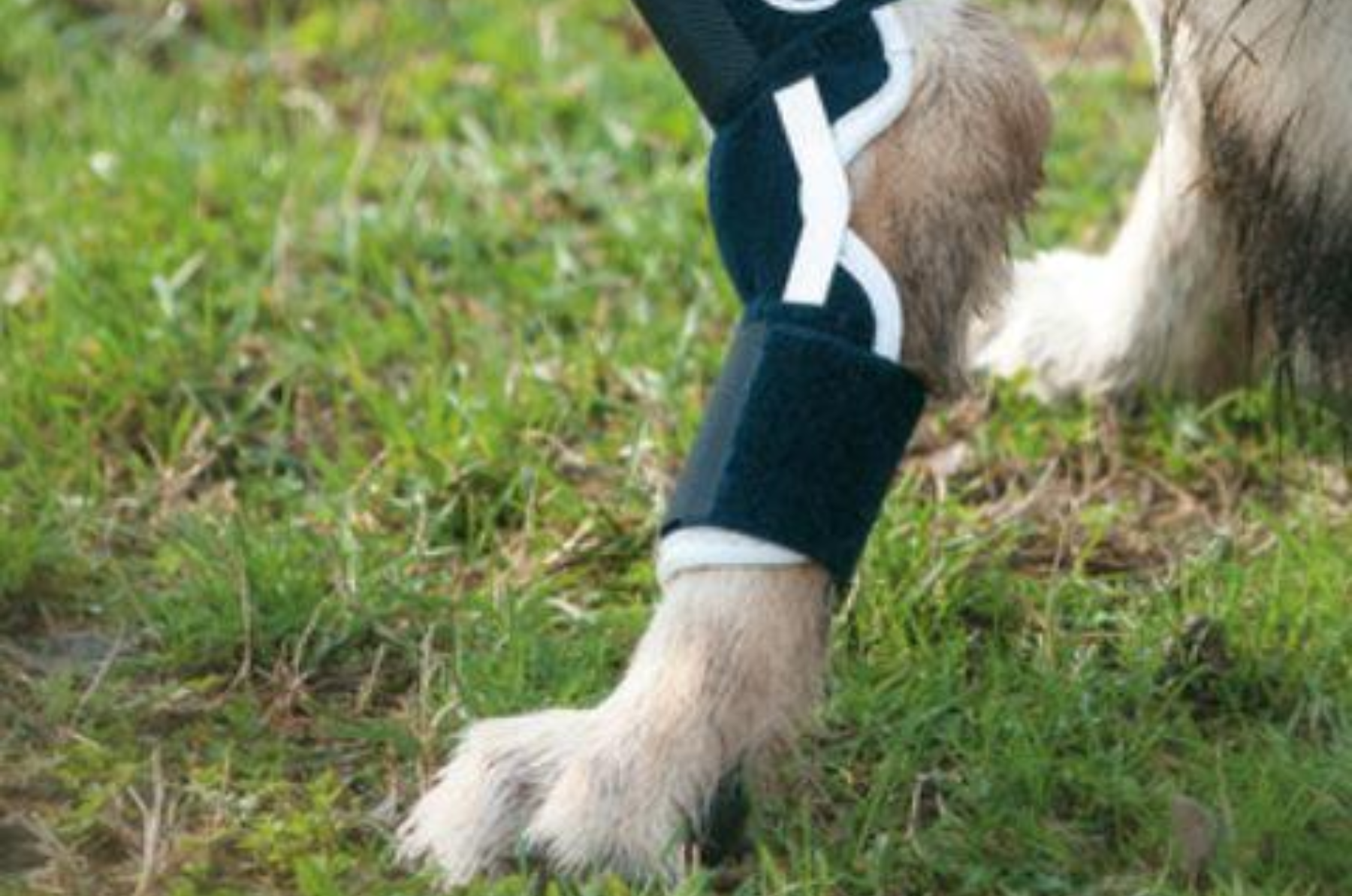 Dog Hock Injuries - Causes, Prevention and How to Help — ZOOMADOG