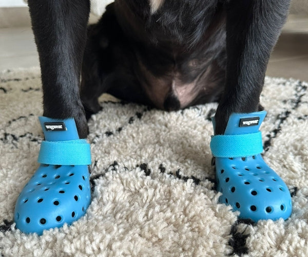 Best Dog Boots, Socks and Paw Knuckling — ZOOMADOG