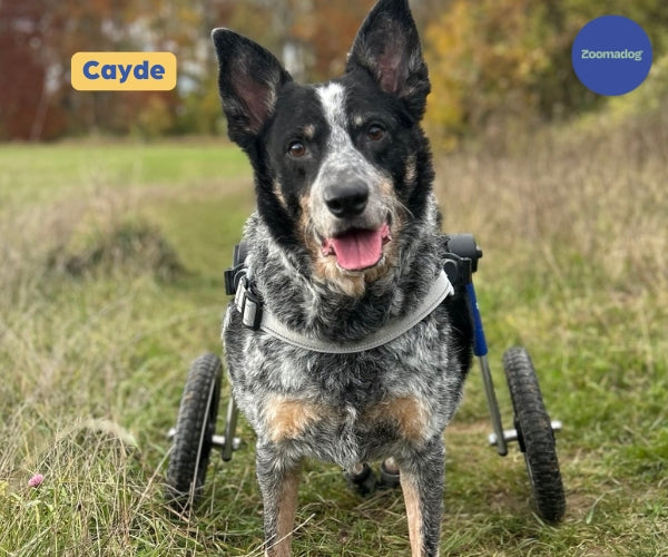 Amputee Cover - Closes Empty Leg Hole For Max Comfort (Walkin Wheelcha ...