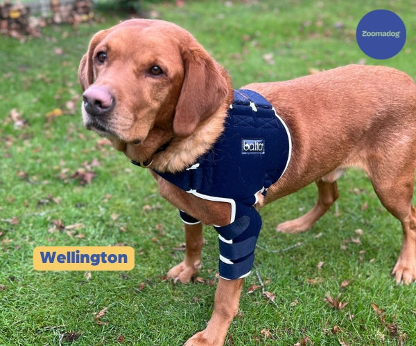 Hip Dysplasia in Your Labrador - A Complete Guide — ZOOMADOG