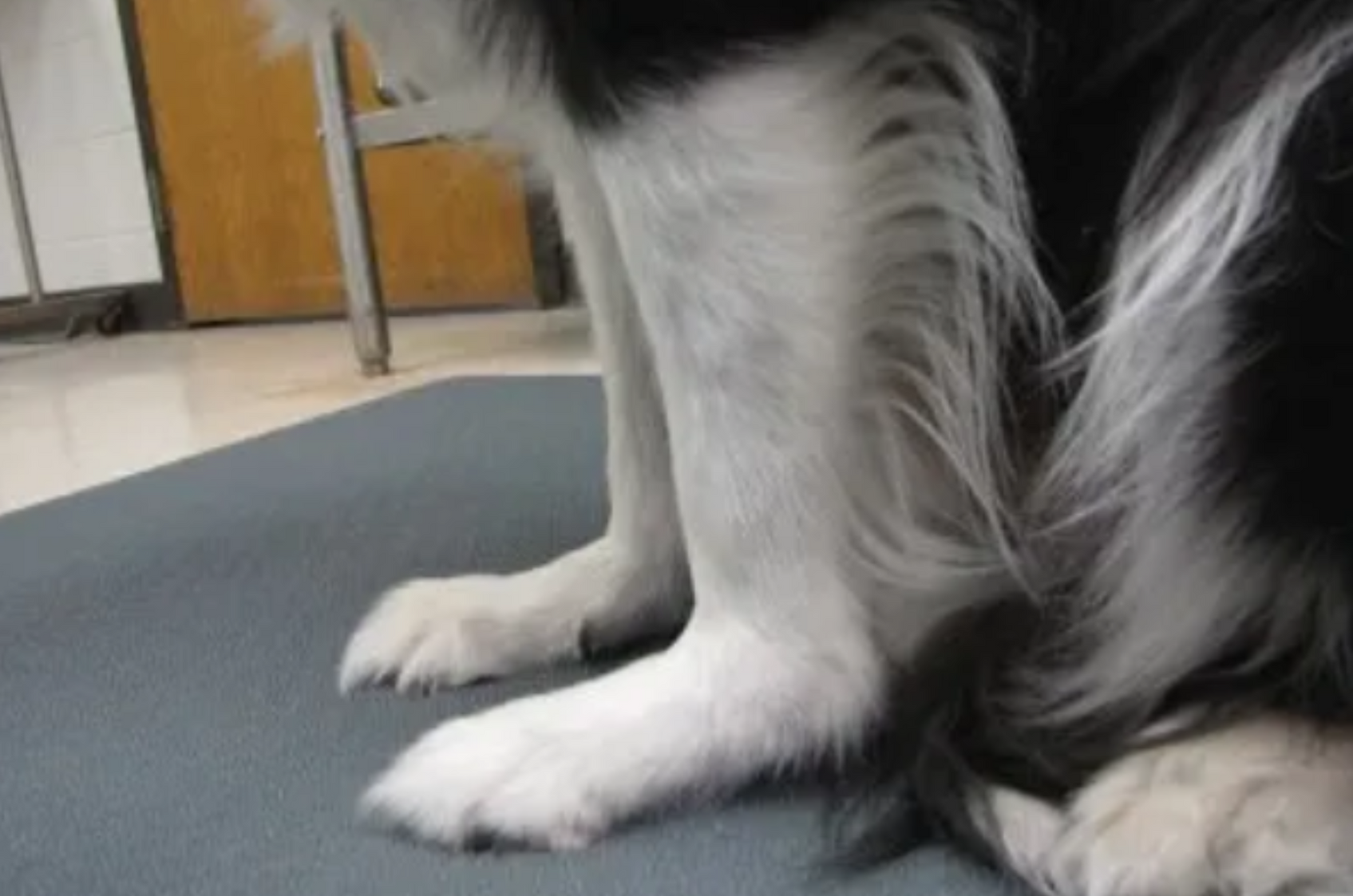 Carpal Hyperextension in Dogs - Causes, Prevention and How to Help ...