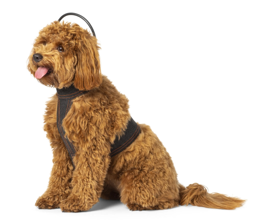 Assisi Loop Calmer Canine - Use PEMF Pulses to Try and Calm Your Dog ...