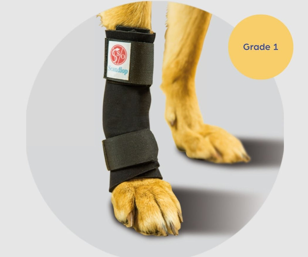 Best Dog Carpal Supports & Carpal Hyperextension Braces — ZOOMADOG