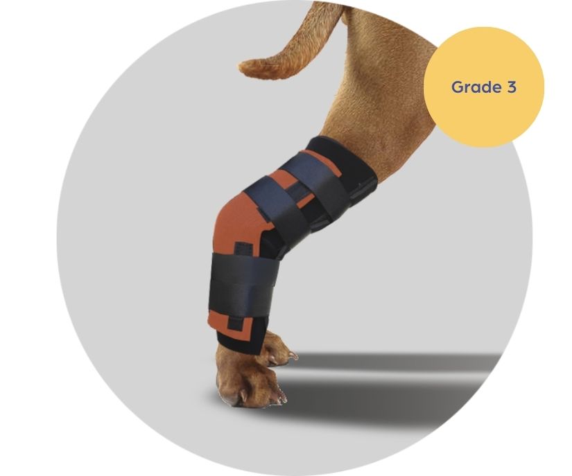 Scandi Orthopedic Hock and Tarsal Rear Splint - Grade 3 (rigid) — ZOOMADOG