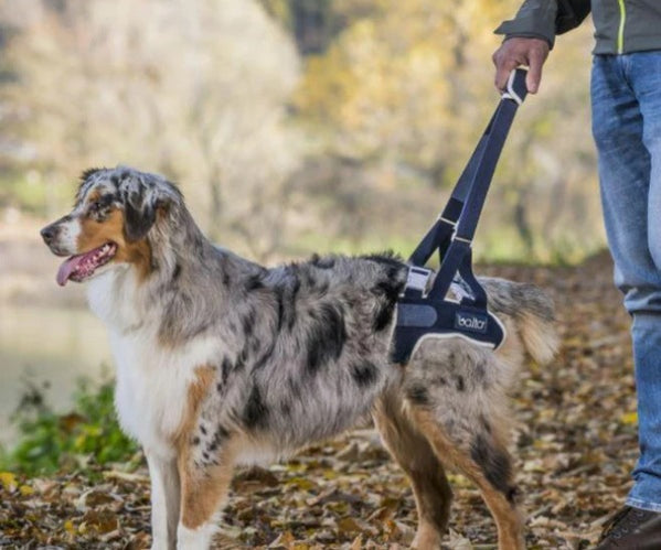 Best Rear Dog Harnesses - For Lifting & Assisting Your Dog — ZOOMADOG