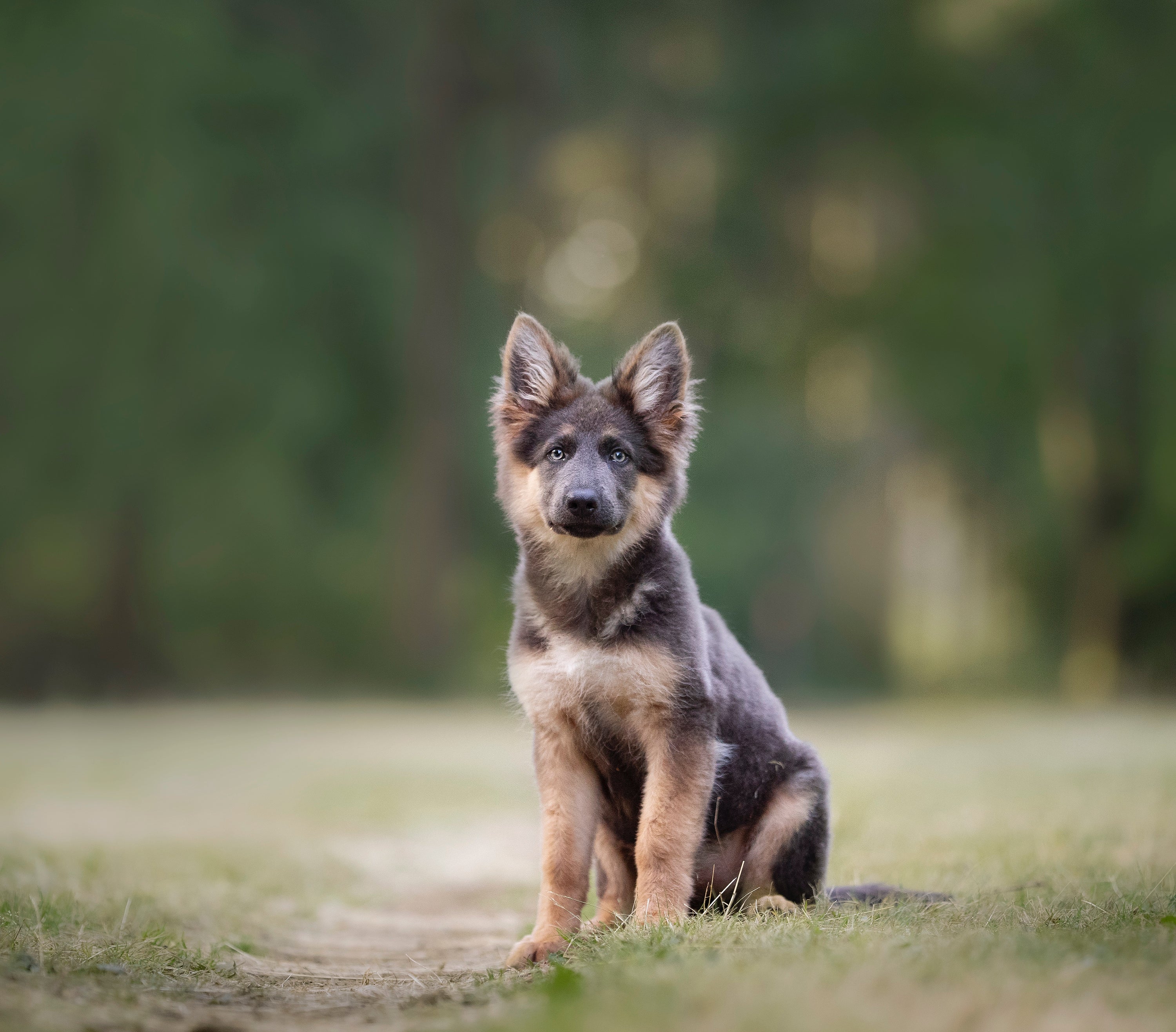 Carpal Hyperextension in Dogs - Causes, Prevention and How to Help ...