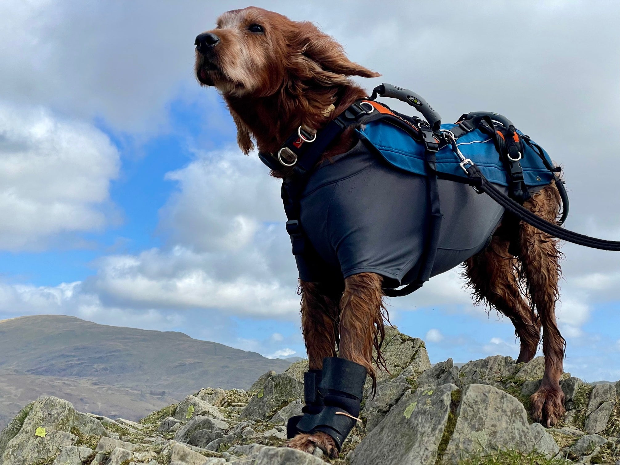 Zoomadog | UK's No 1 Online Shop for Medical & Dog Rehabilitation Aids ...