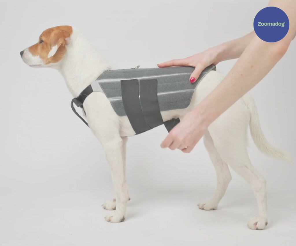 Dog IVDD or Slipped Discs in Dogs - Causes, Prevention and How to Help ...