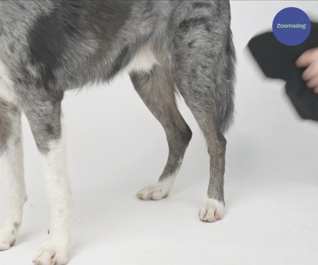 Best Dog Hock Braces & Hock Supports — ZOOMADOG