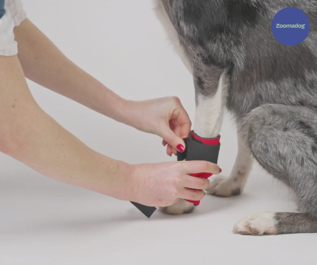 Carpal Pad Injury in Dogs - Causes, Prevention and How to Help — ZOOMADOG