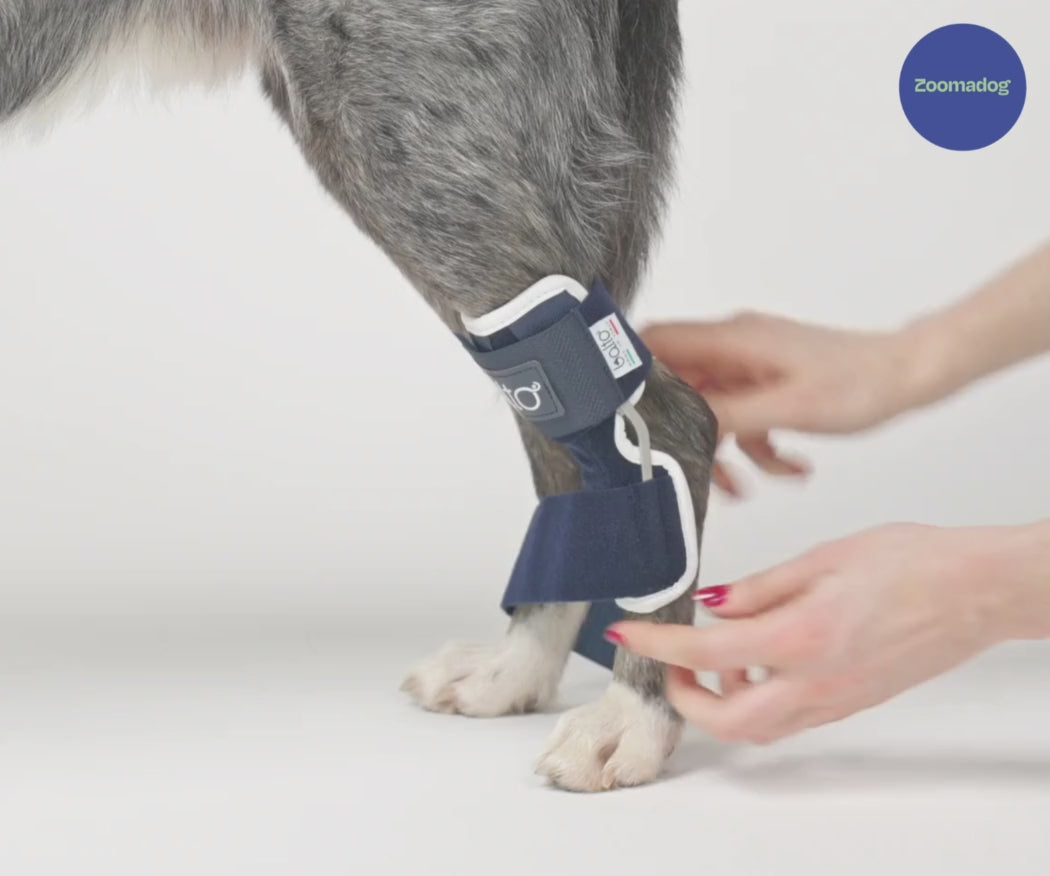 Best Dog Hock Braces & Hock Supports — ZOOMADOG