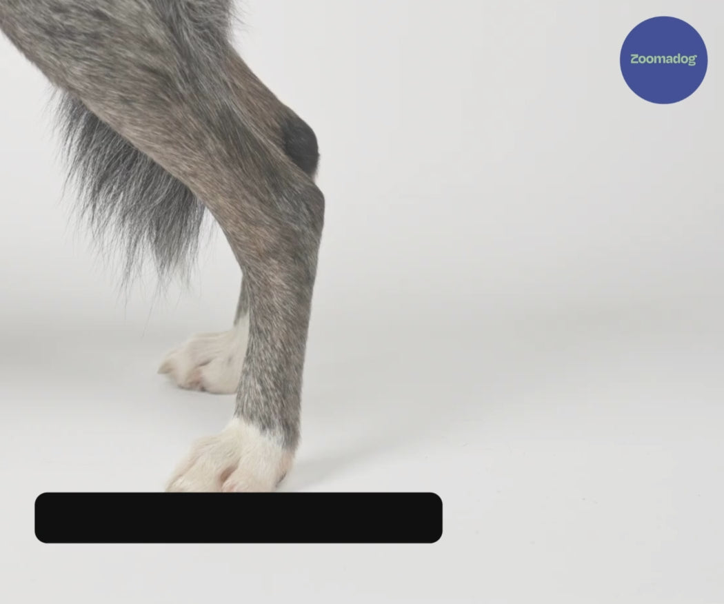 Dog Hock Injuries - Causes, Prevention and How to Help — ZOOMADOG