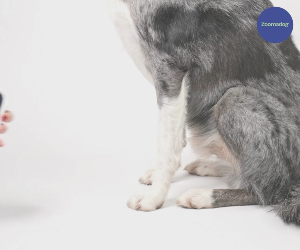 Carpal Pad Injury in Dogs - Causes, Prevention and How to Help — ZOOMADOG