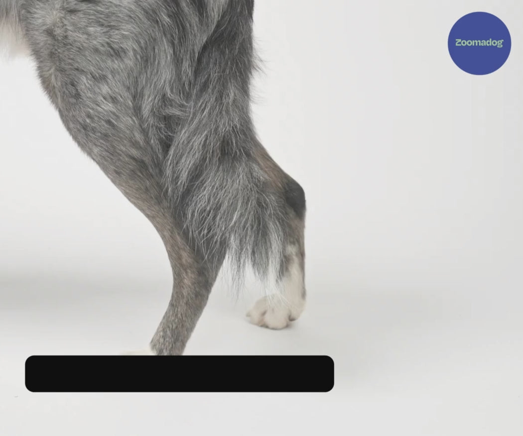 Dog Hock Injuries - Causes, Prevention and How to Help — ZOOMADOG