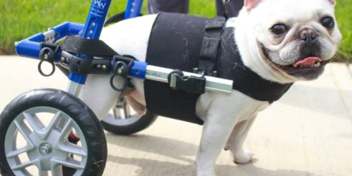 French Bulldog Dog Wheelchair UK - Walkin Wheels — ZOOMADOG