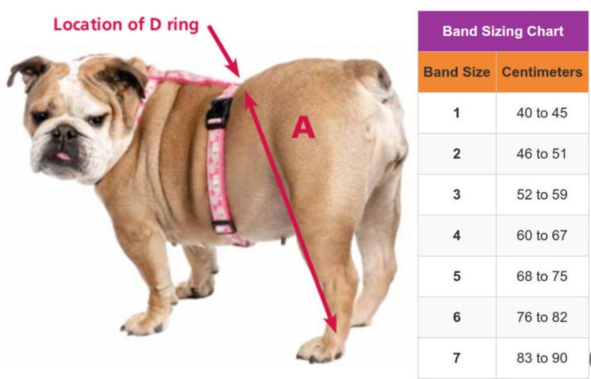 Biko Physio Dog Brace (Nerve Damage or CDRM) — ZOOMADOG