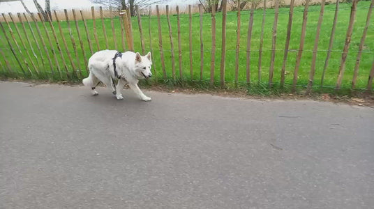 Biko Physio Dog Brace (Nerve Damage or CDRM) — ZOOMADOG