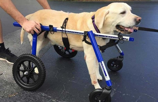 Quad Dog Wheelchair by Walkin Wheels (blue) — ZOOMADOG