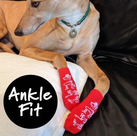 Greyhound Corns - Causes, Prevention and How to Help — ZOOMADOG